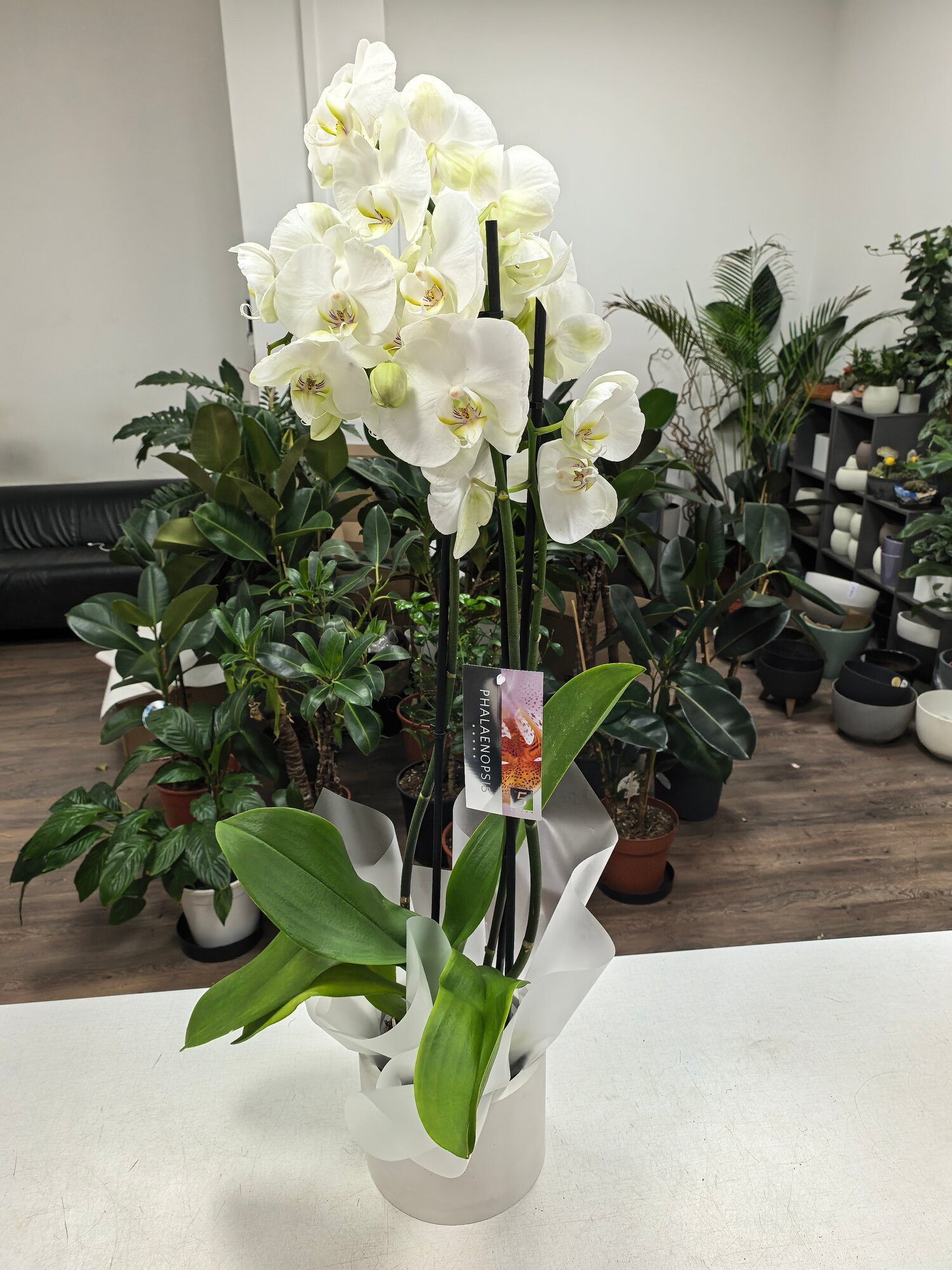 Белая Орхидея Фаленопсис в бетонном кашпо