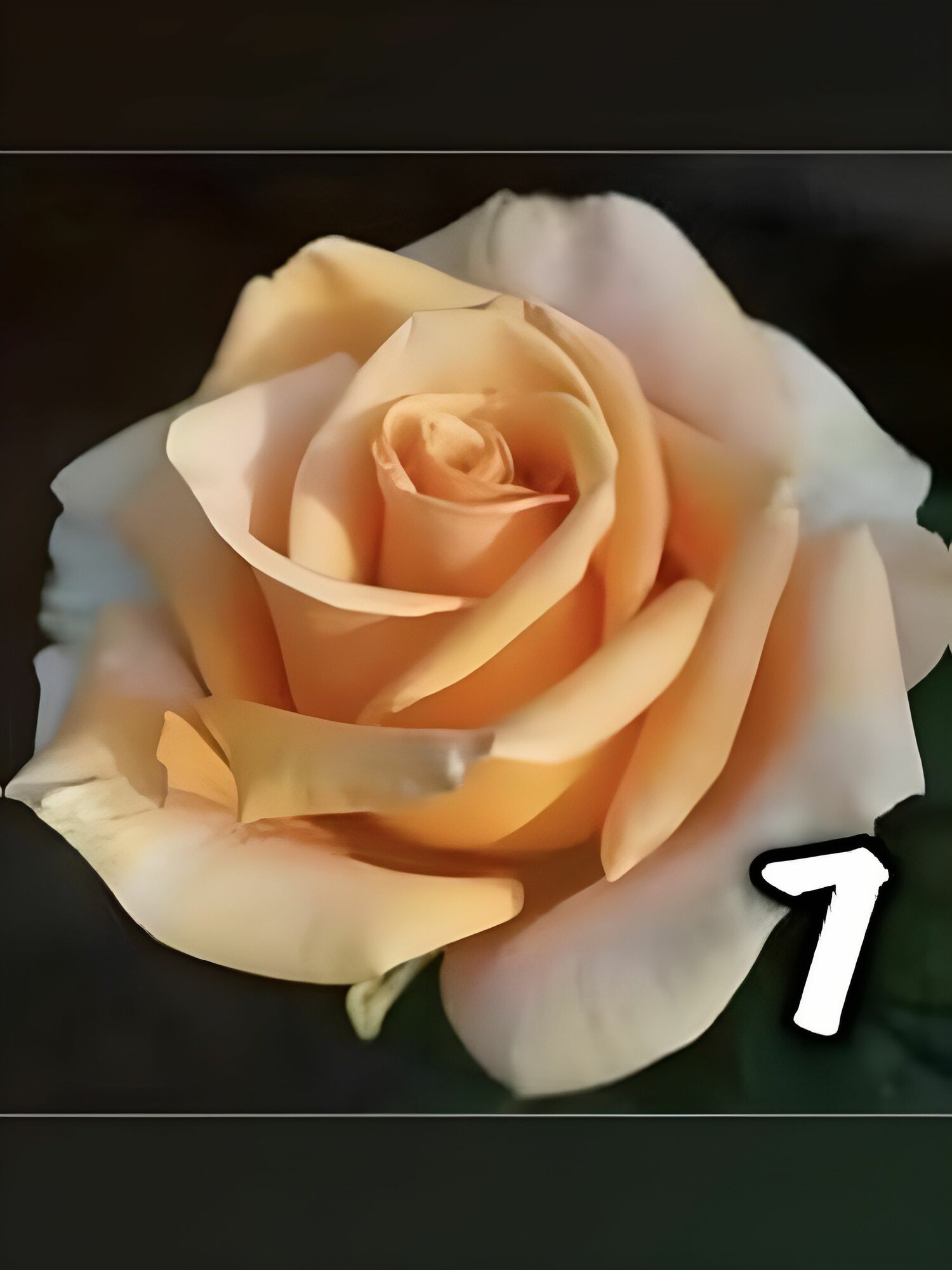 Роза семена в ампуле 10 штук