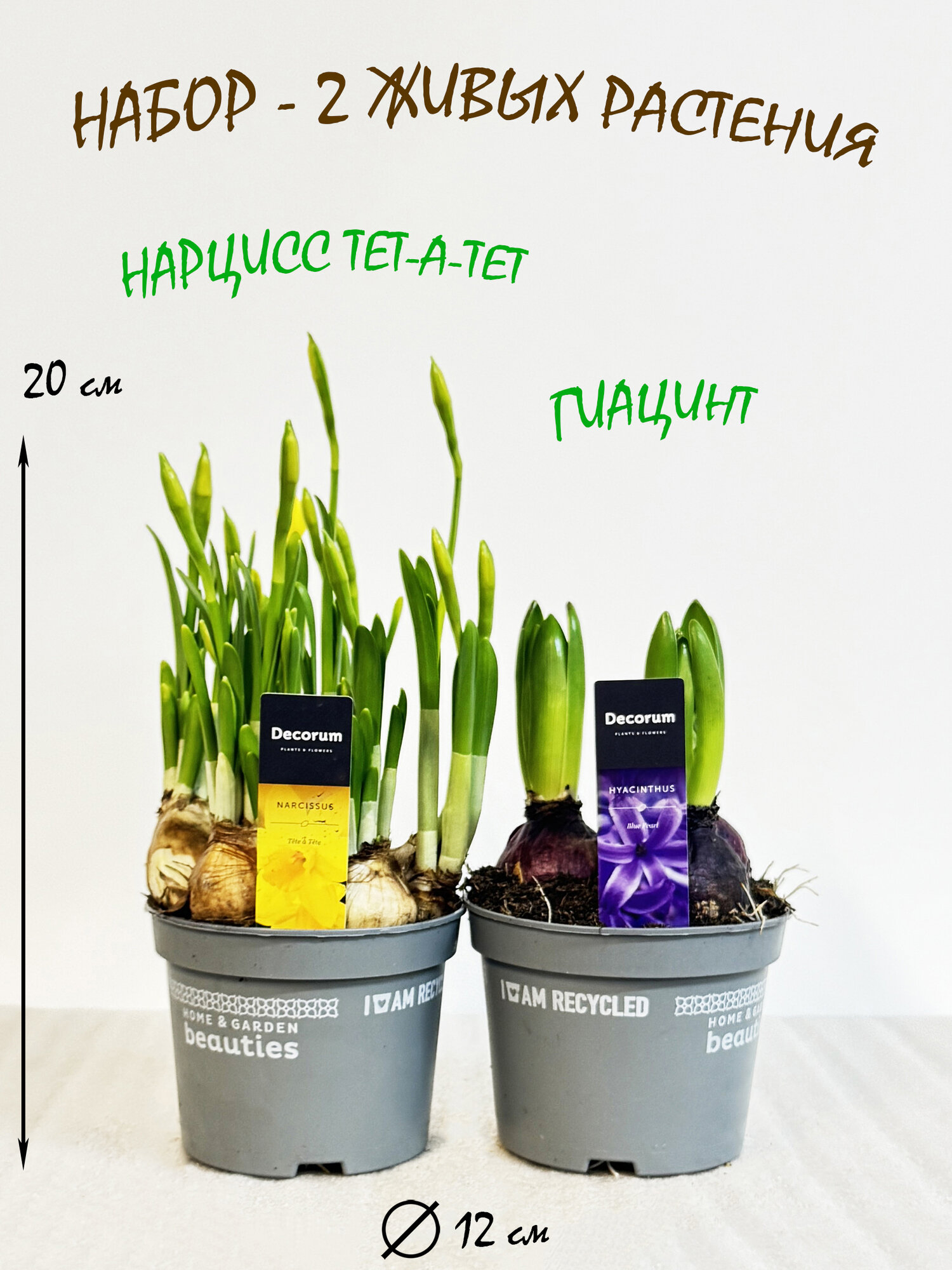Набор 2 растения: Гиацинт 3 луковицы и Нарцисс Тет-а-Тет, высота 15-20см