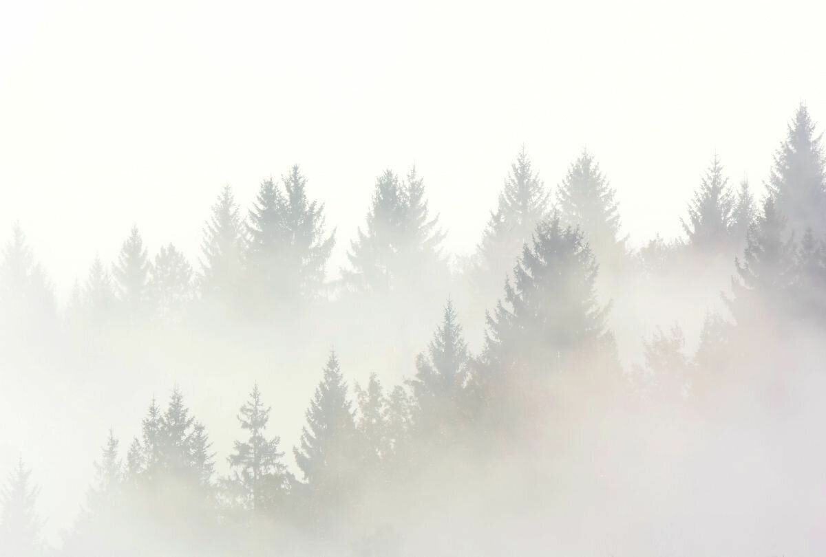 Фотообои флизелиновые с виниловым покрытием Лес в тумане И 1258 400х270см