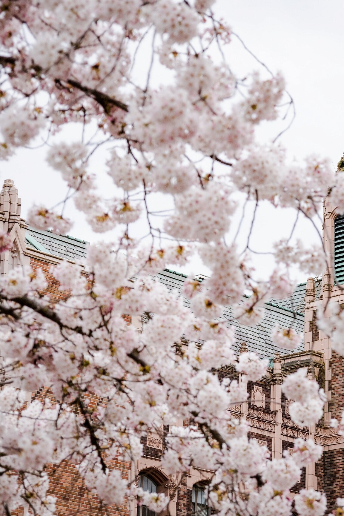 Постер / Плакат / Картина Цветение сакуры в Японии 40х50 см в подарочном тубусе