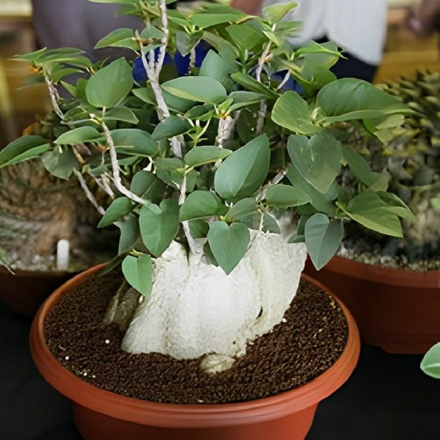 Фикус Пальмера, Ficus Palmeri, Бутылочный, семена