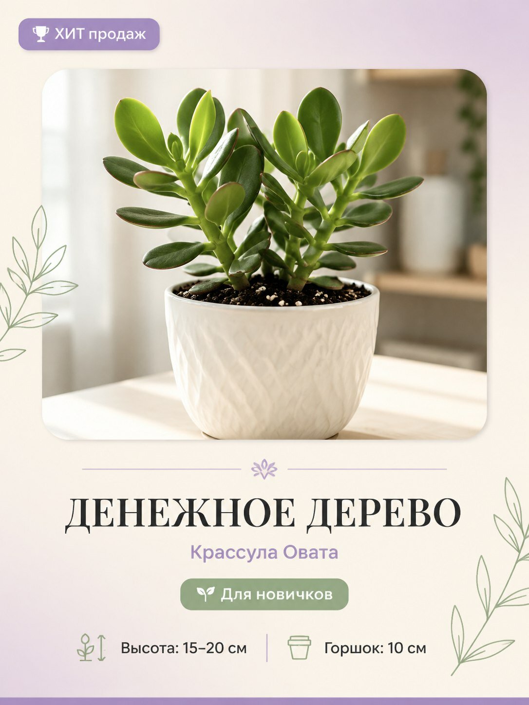 Крассула Овата Денежное дерево живое комнатное растение в горшке, суккулент, неприхотливое растение