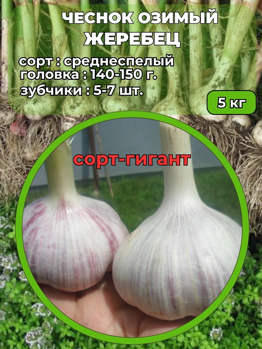 Чеснок озимый на посадку Жеребец 5 кг