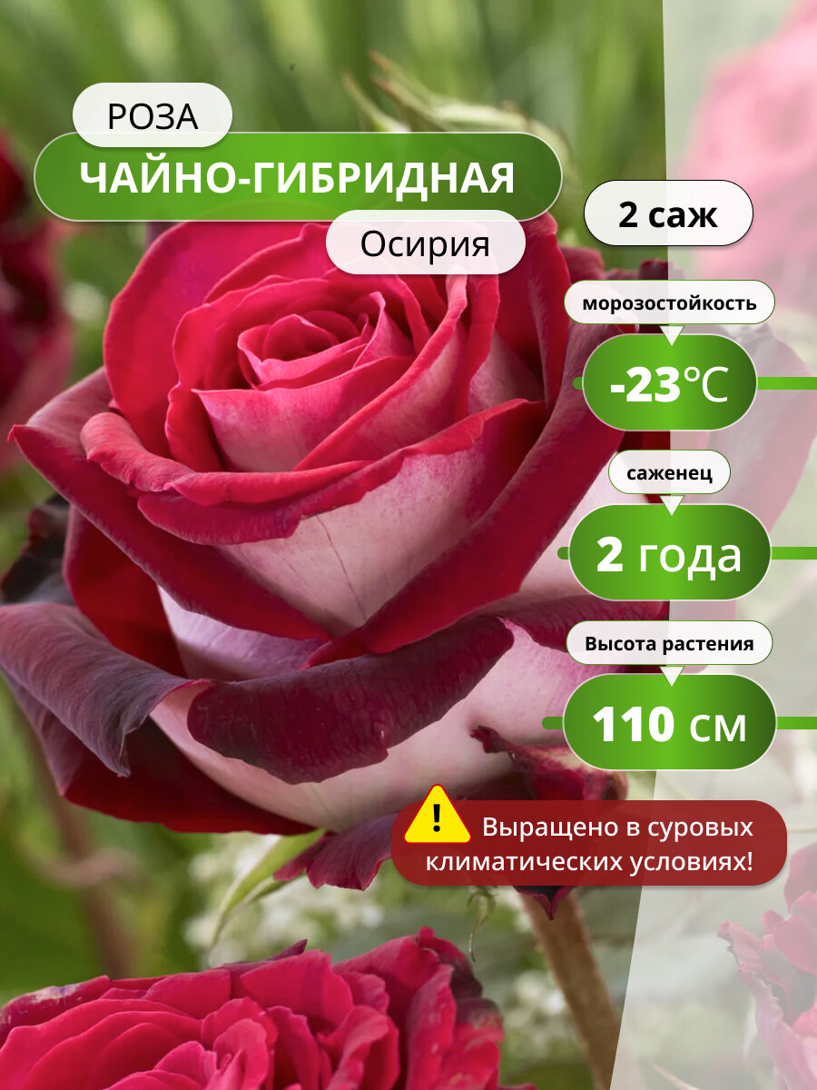 Роза чайно-гибридная Осирия (Osiria) / 2 шт, роз, ароматные, непрерывноцветущие