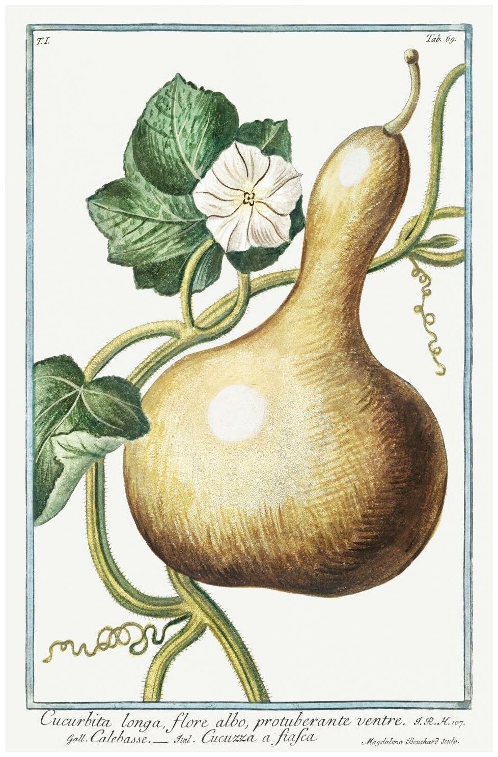 Постер / Плакат / Картина Овощи - Тыква длинная Cucurbita Longa 60х90 см в подарочном тубусе