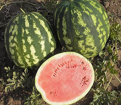 Семена Арбуза Быковский 22 (1 гр.)