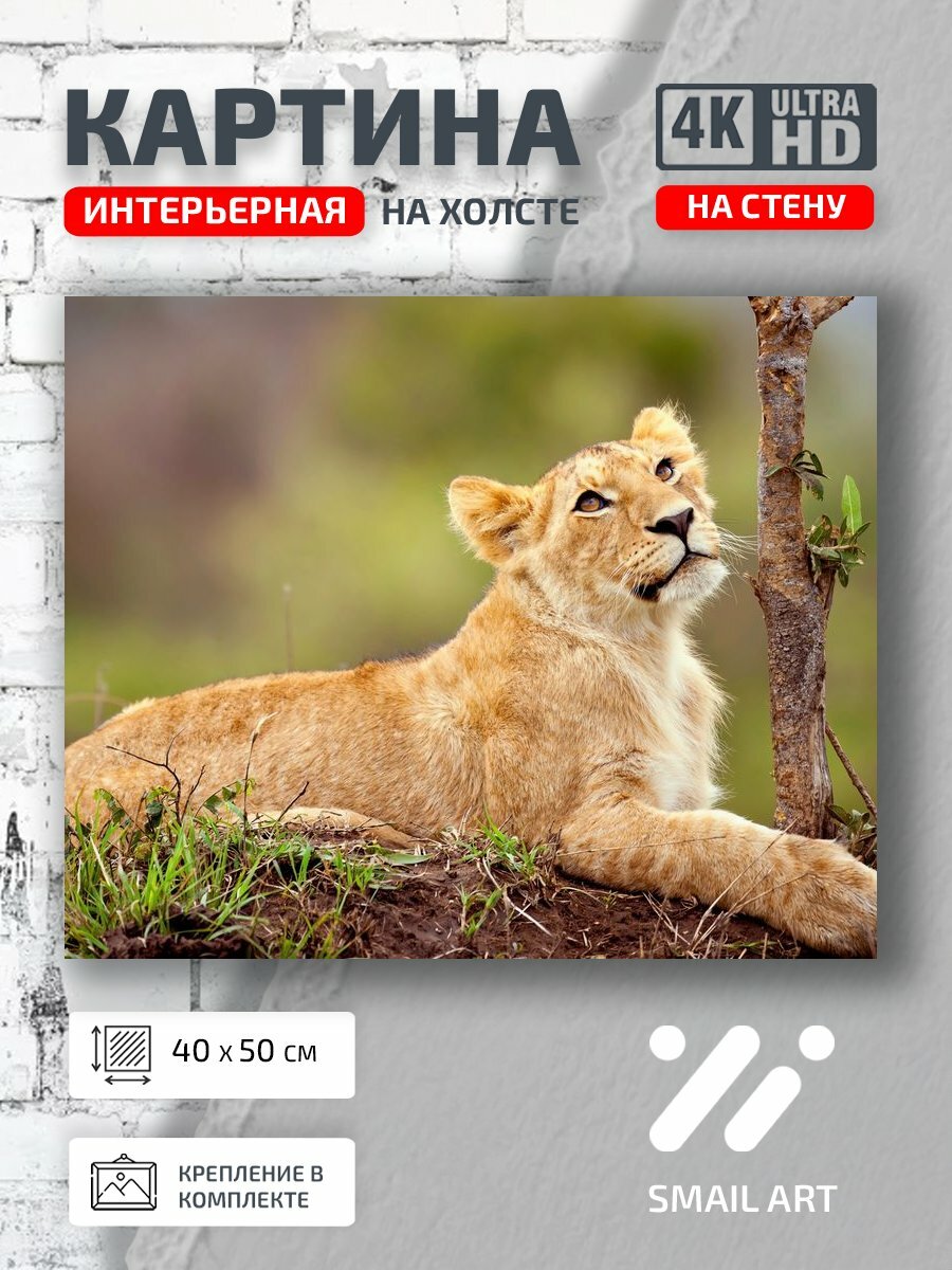 Картина на холсте интерьерная 40 на 50 на стену Львица Landscape для офиса пейзаж интерьер