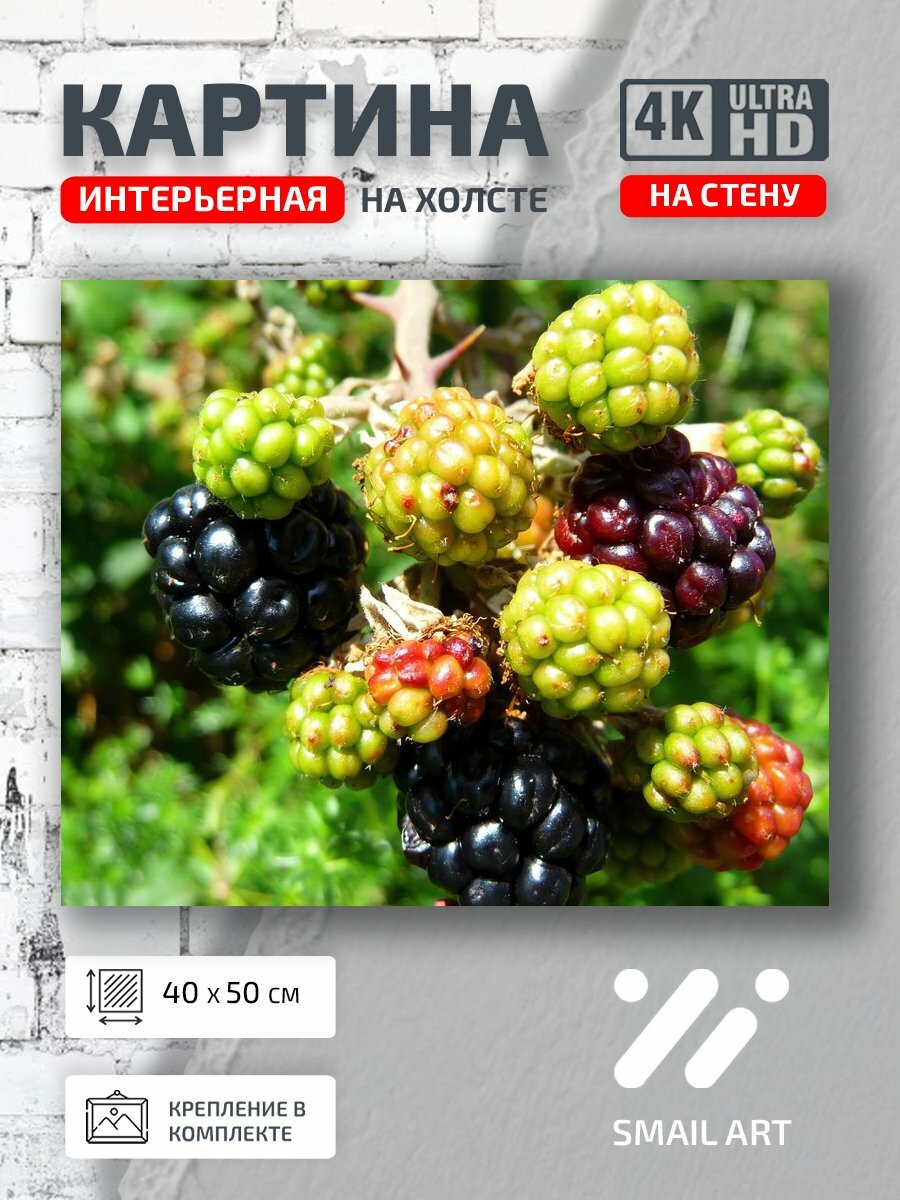 Картина на холсте интерьерная 40 на 50 на стену Ежевика Food для кухни кулинария интерьер