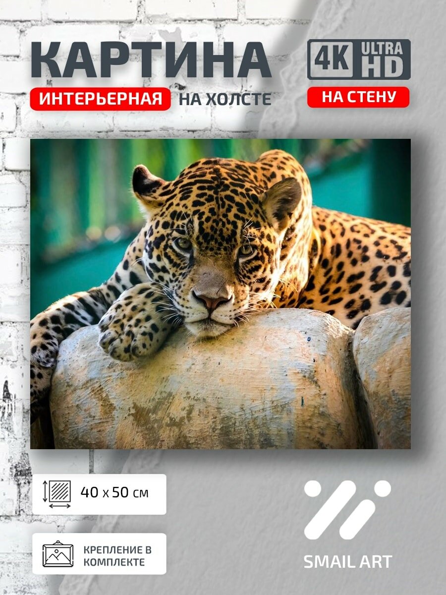 Картина на холсте интерьерная 40 на 50 на стену Животные Tauntingeyes для гостиной атмосфер
