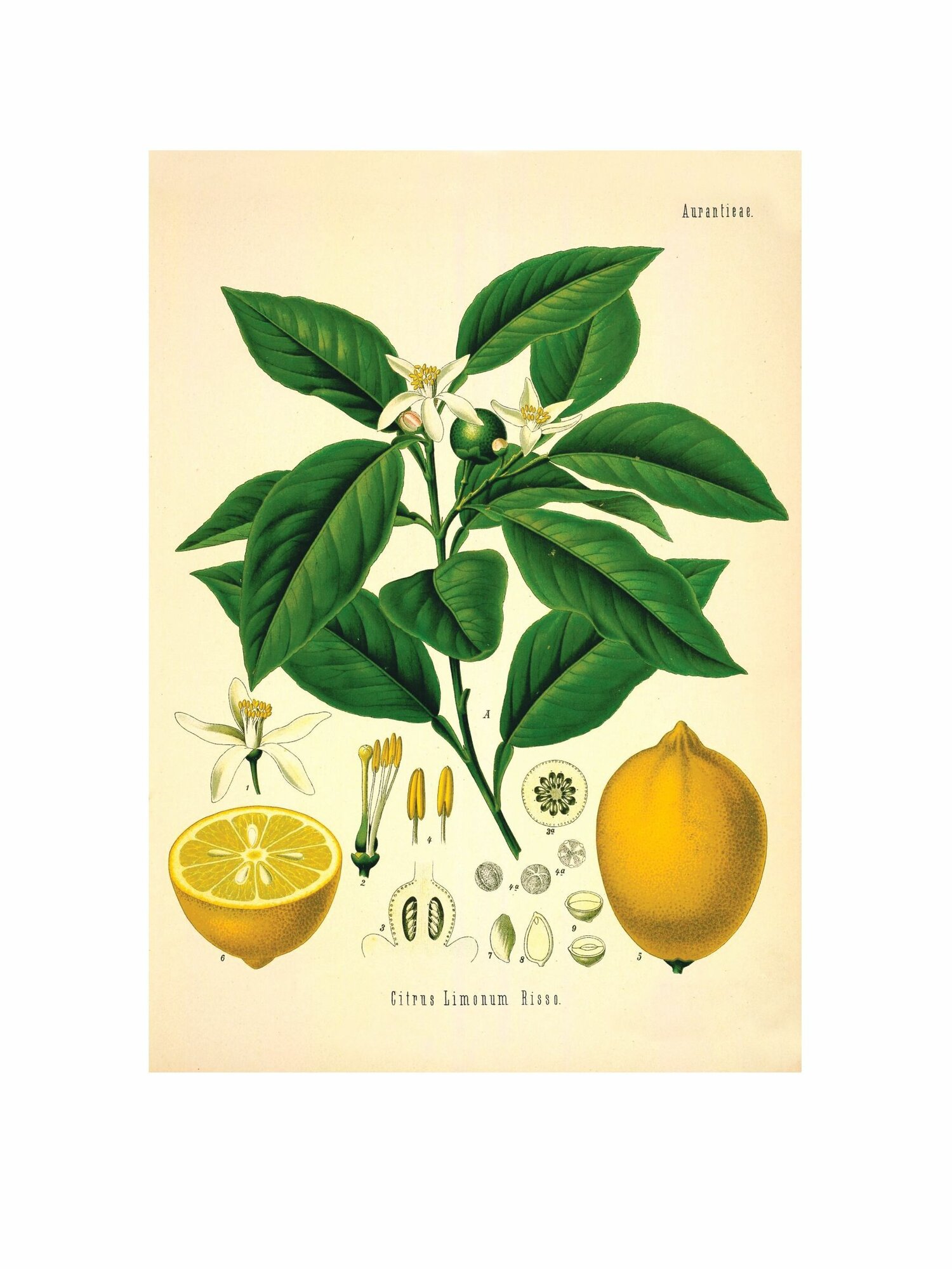 Постер с паспарту, 30*40 см (без рамки)