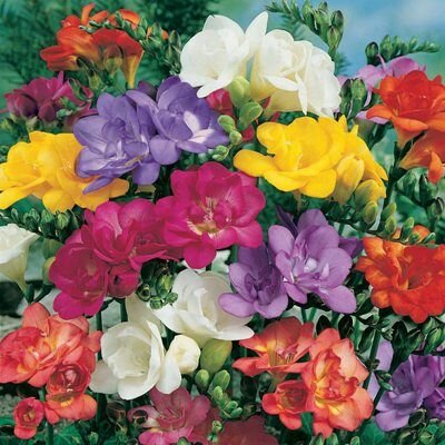 Фрезия гибридная Бархатный звон 1шт