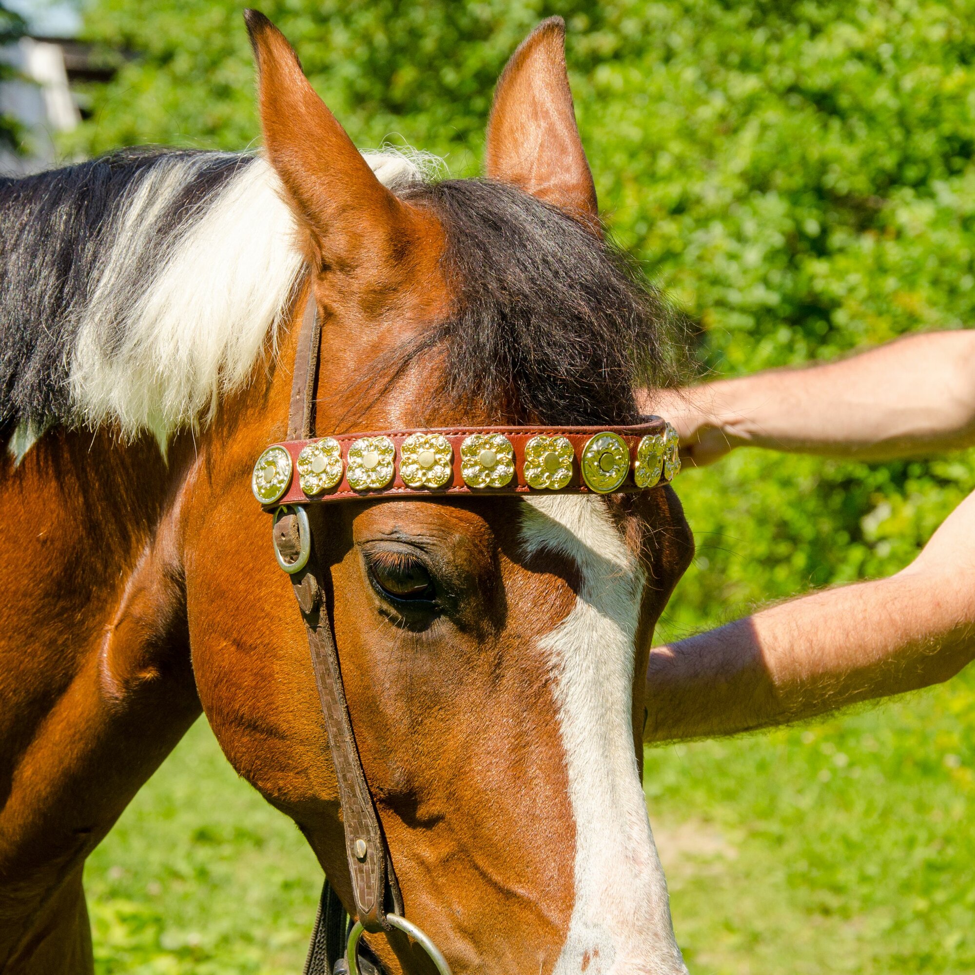 Налобник для крупного коня с металлическими украшениями. Кожаный налобный ремень коричневый+ золото