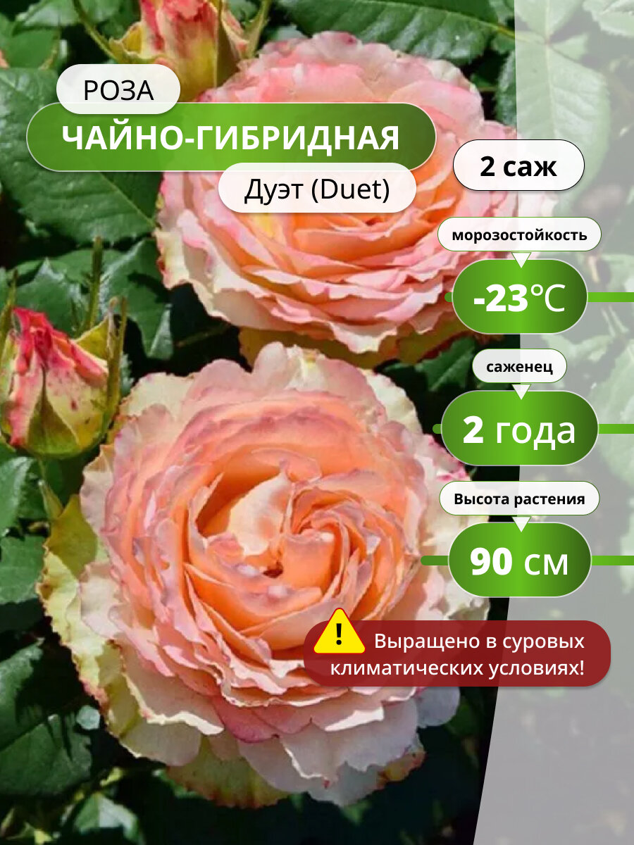 Роза чайно-гибридная Дуэт (Duet) / 2 шт, роз, ароматные, непрерывноцветущие