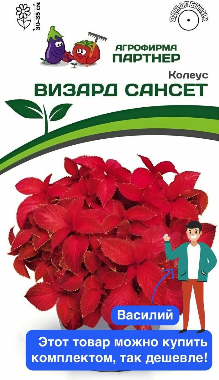 Цветы Колеус Визард Сансет