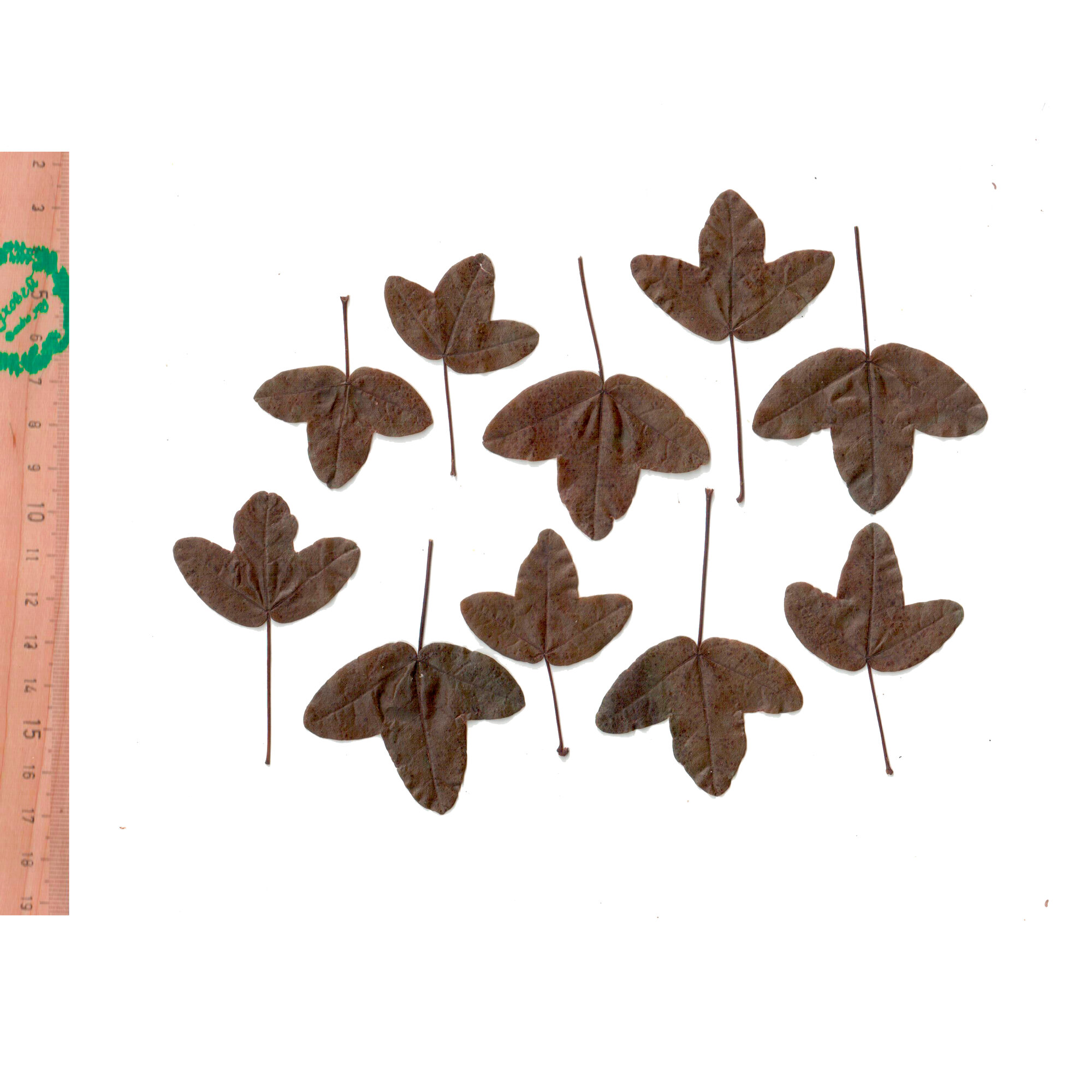 Клён трёхлопастный, стабилизированные листья для гальваники и барельефов, 10 шт