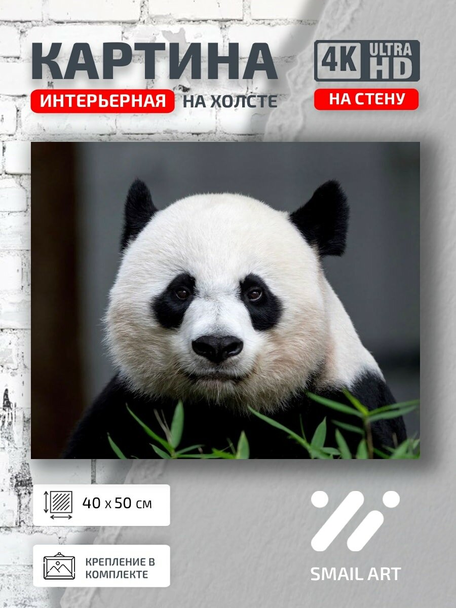 Картина на холсте интерьерная 40 на 50 на стену Животные Панда для кабинета атмосфера
