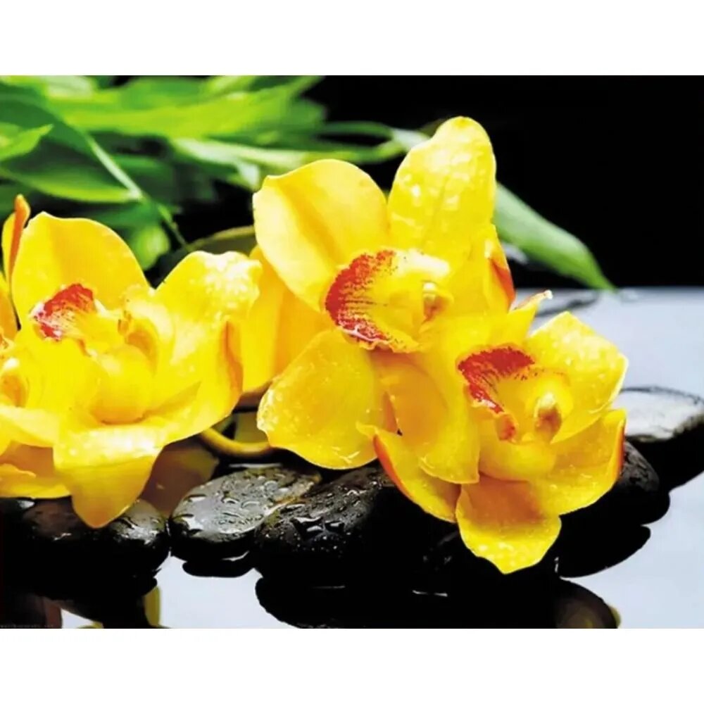 Алмазная Мозаика "Орхидеи Желтая. Цветы" 30х40 См Алмазная Вышивка / Картина Стразами Подарков / Украшения