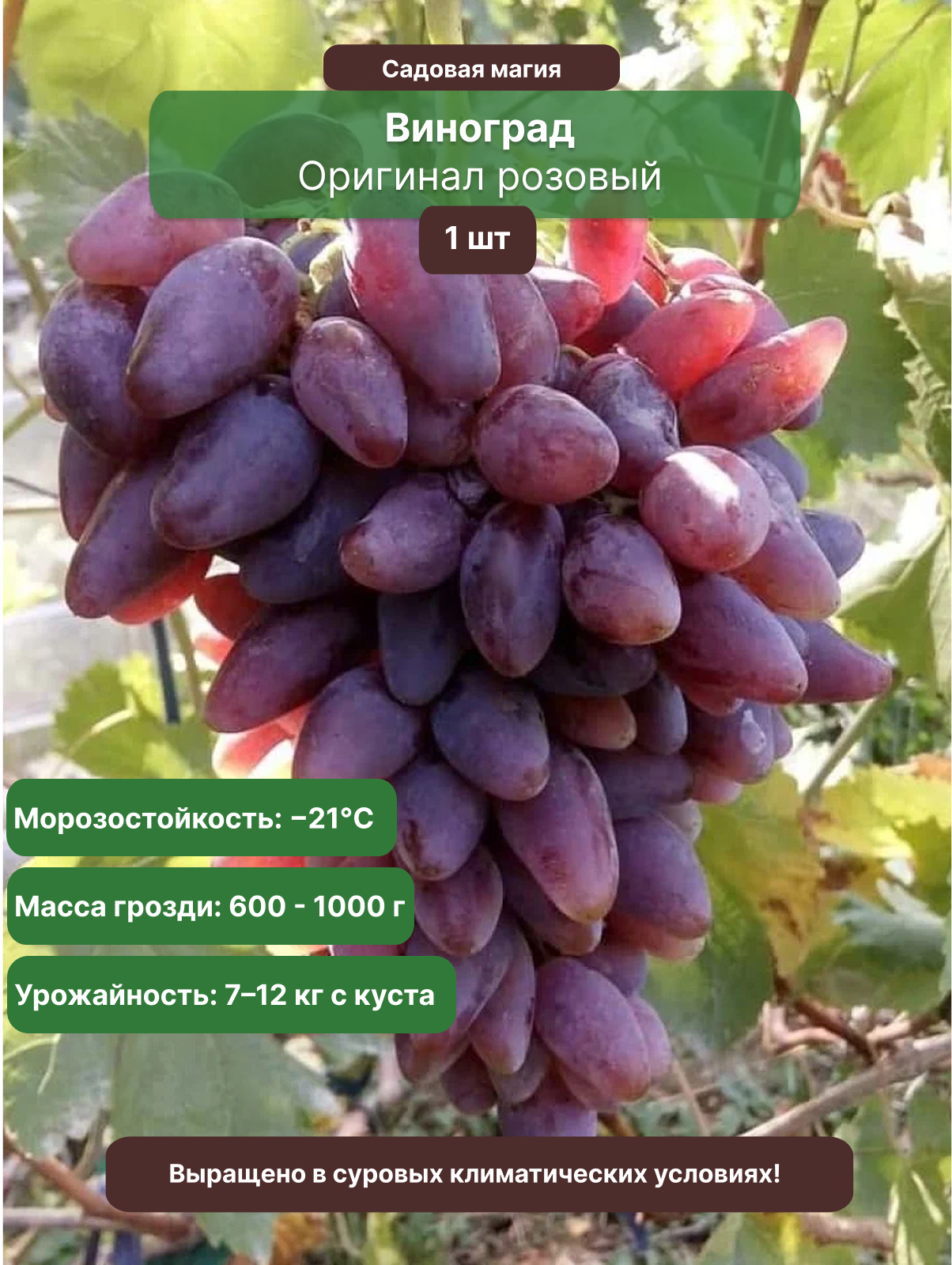 Виноград Оригинал розовый 1 шт / многолетний, морозостойки сорт