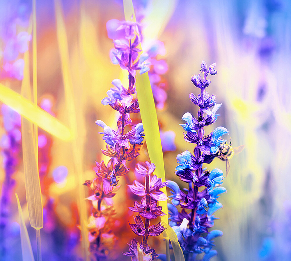 Фотообои Divino Decor "Радужные цветы" С-151(Б-151) 300*270 фактура холст