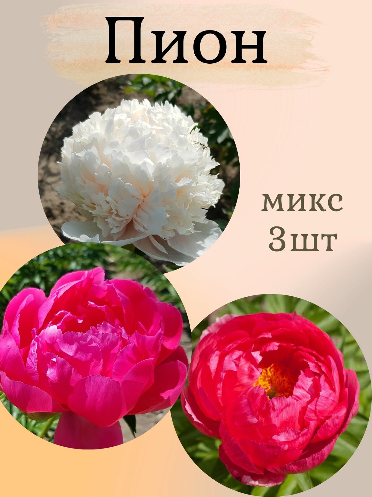 Пионы, многолетние цветы Микс из 3 штук