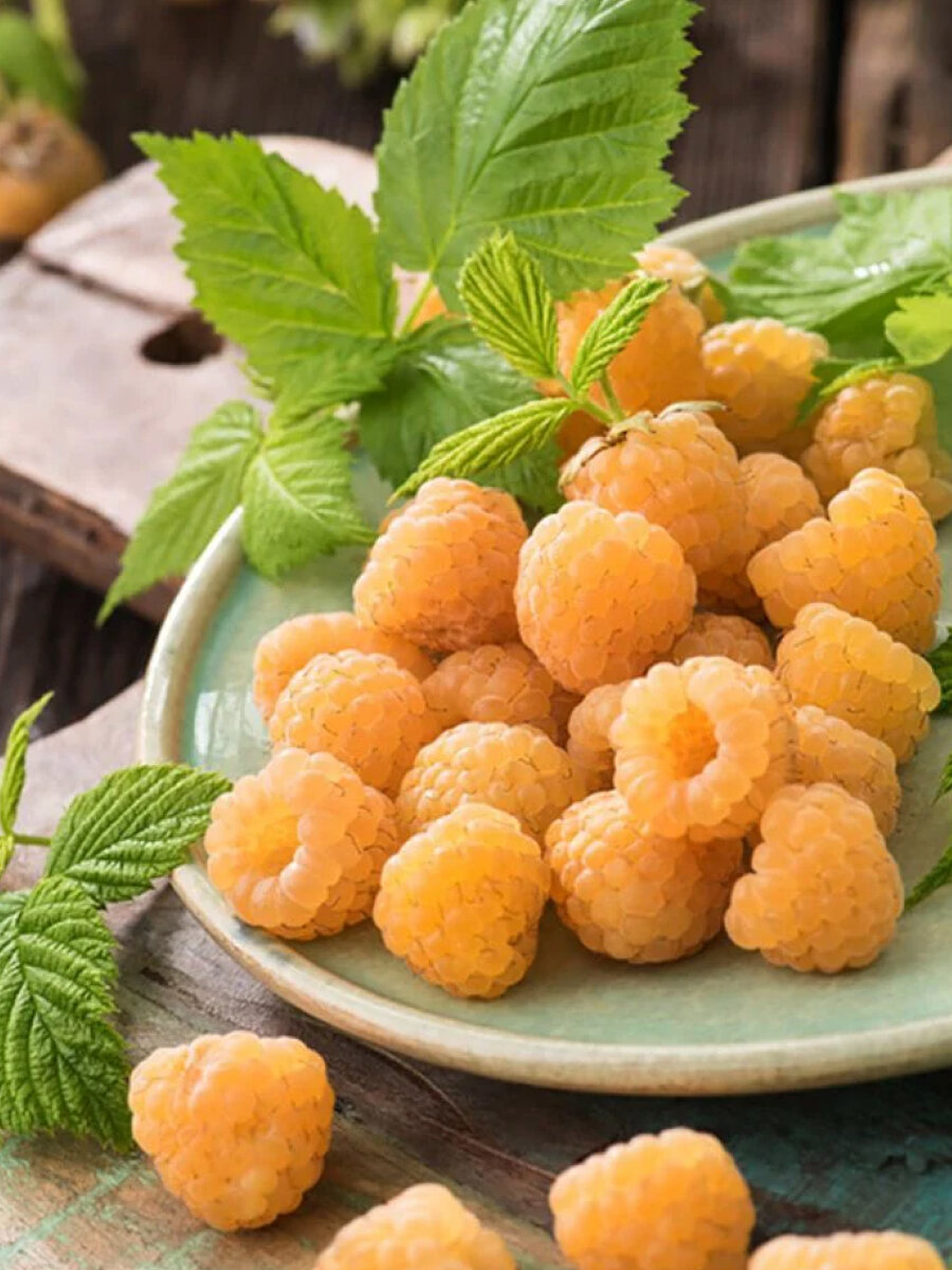 Малина ремонтантная "Зюгана Голд" (1 шт) / морозостойкий сорт