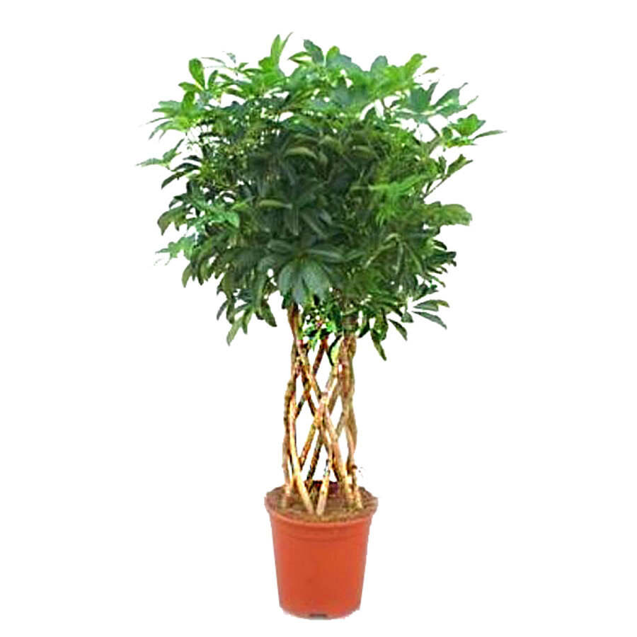 Шеффлера Компакта цилиндр - Schefflera Compacta D22 H100