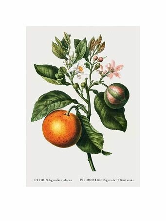 Постер с паспарту, 30*40 см (без рамки)