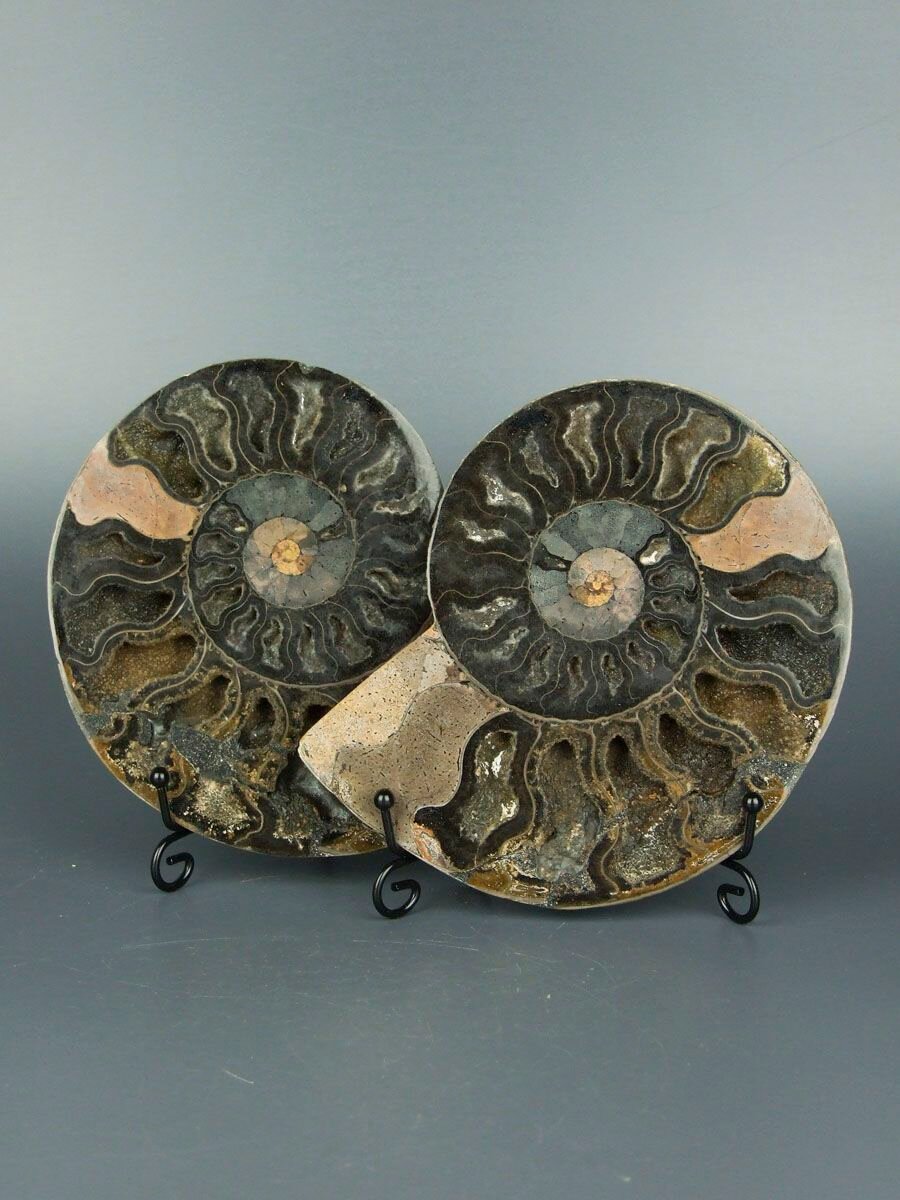 Аммонит черный натуральный размером 16 см Мадагаскар