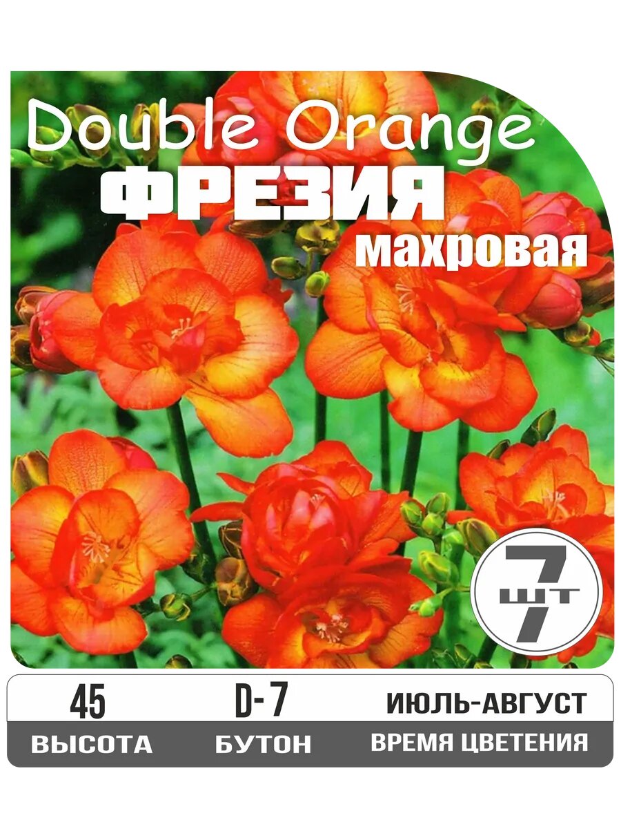 Луковицы фрезии "Дабл Оранж", многолетние, махровые, оранжевые, 7 штук, Eywa