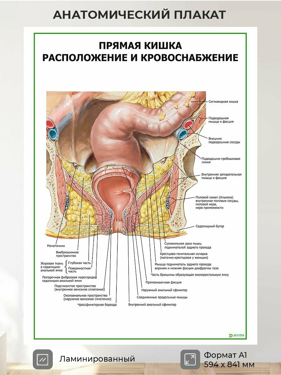 Обучающий медицинский плакат ламинированный формат А1 Прямая кишка. Расположение и кровоснабжение
