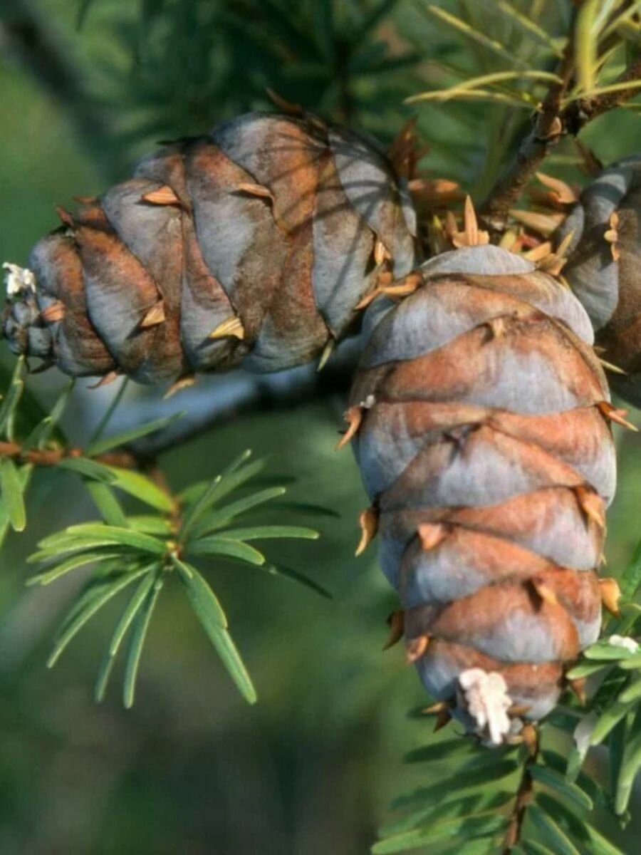 Псевдотсуга Китайская семена 10 штук