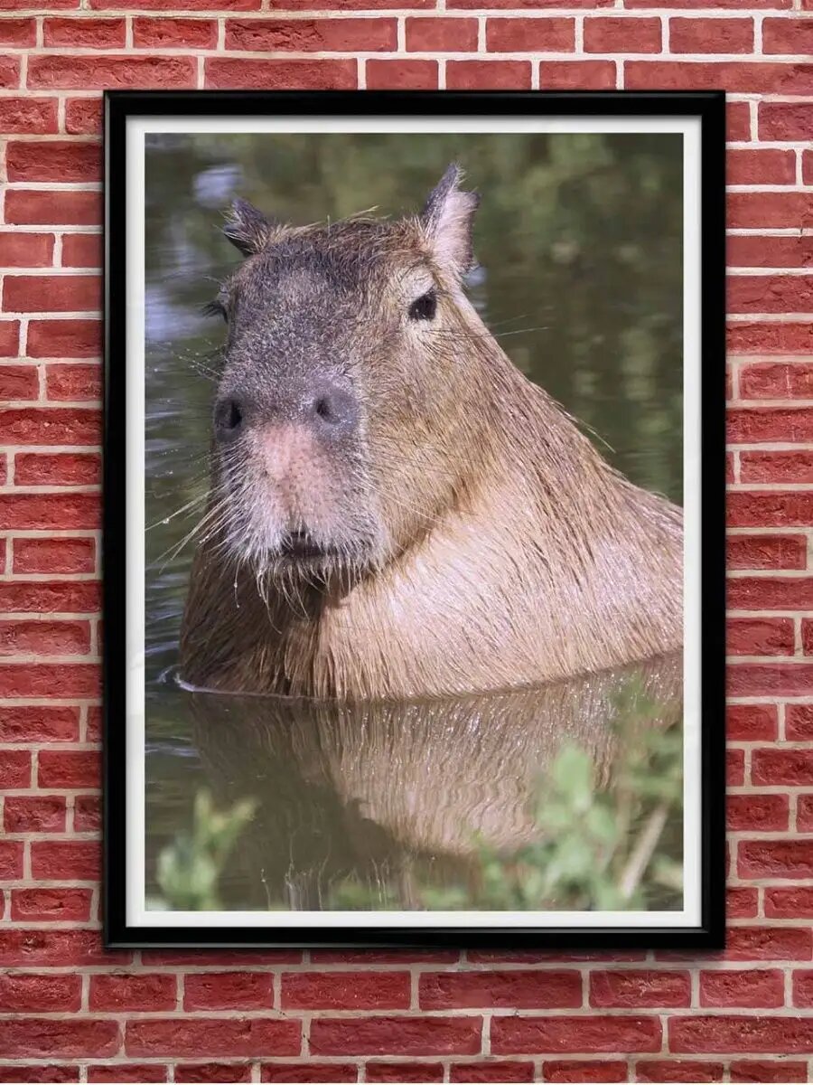 Плакат, Постер Капибара плывет (А3 постер на стену)