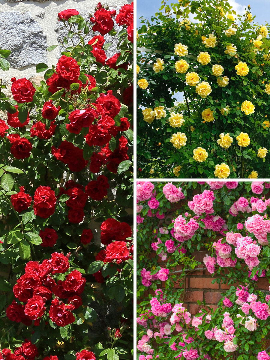 Комплект плетистых роз "Цветочная палитра", из 3 растений, желтый, красный и розовый цвет