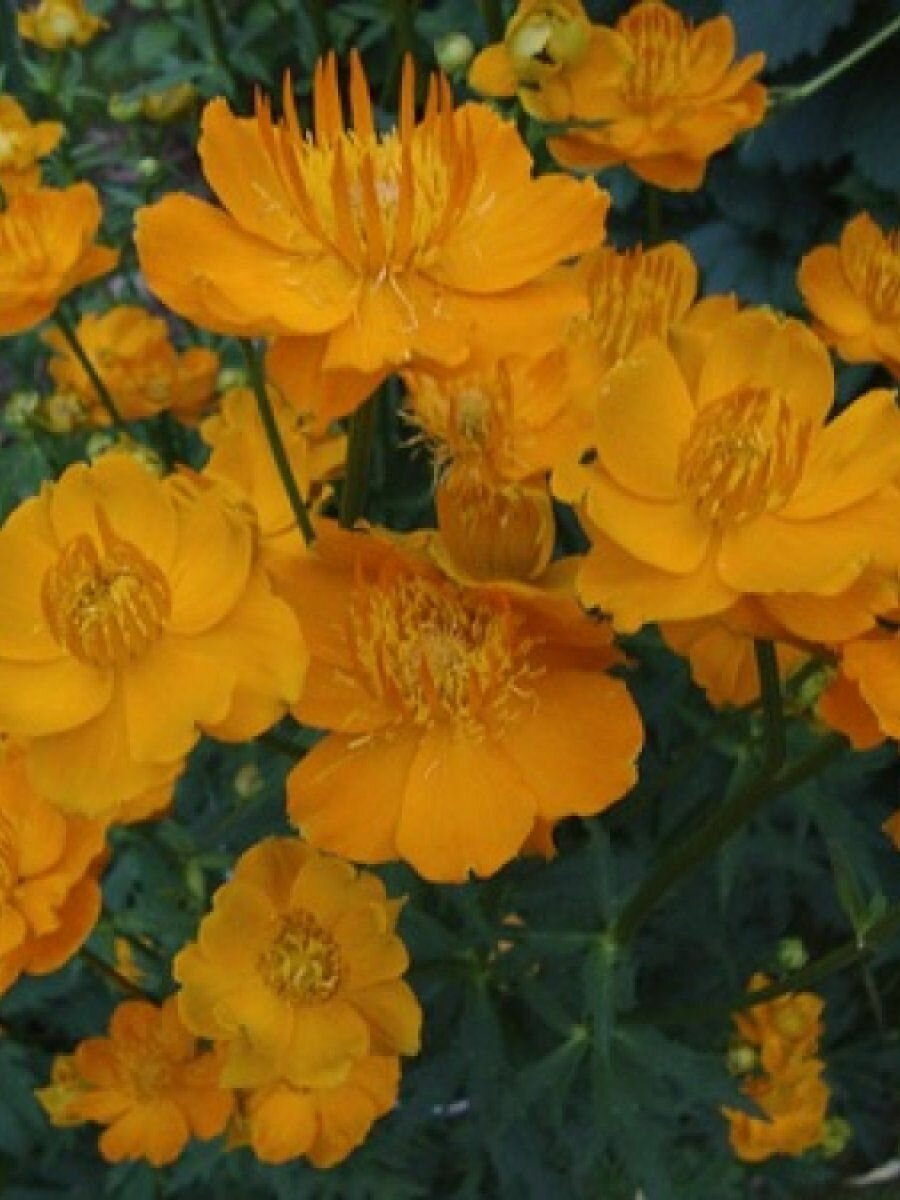 Купальница Голден Квин