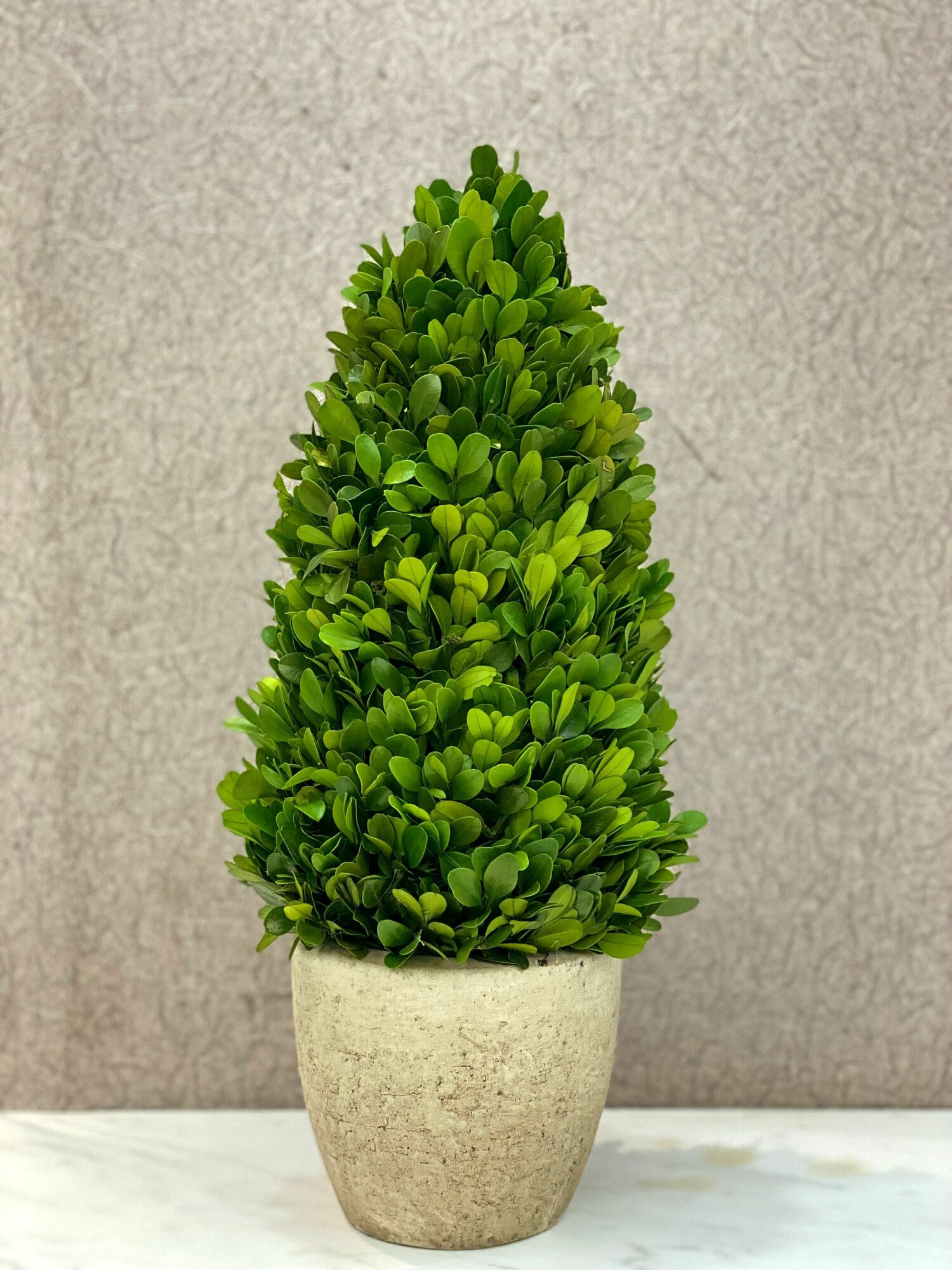 Самшит в горшках / растения для хранения в свежем виде, 2-3 года / уникальное украшение дома