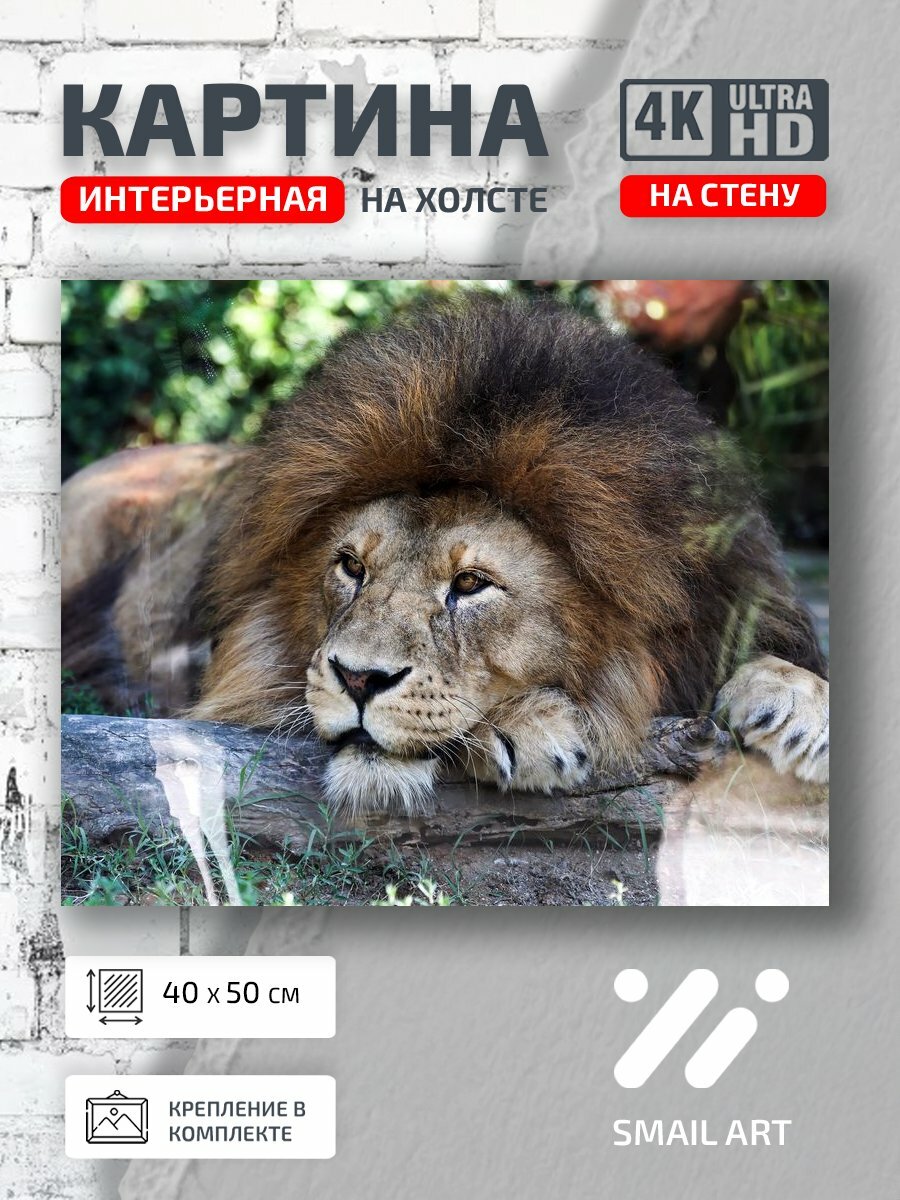Картина на холсте интерьерная 40 на 50 на стену Зверей Animal для гостиной animal style