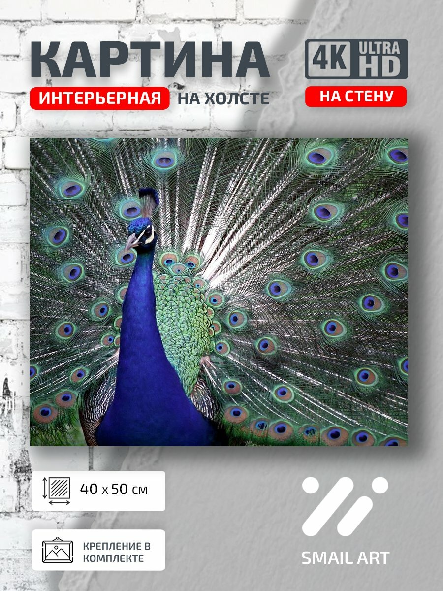 Картина на холсте интерьерная 40 на 50 на стену Павлин Mood для спальни атмосфера интерьер