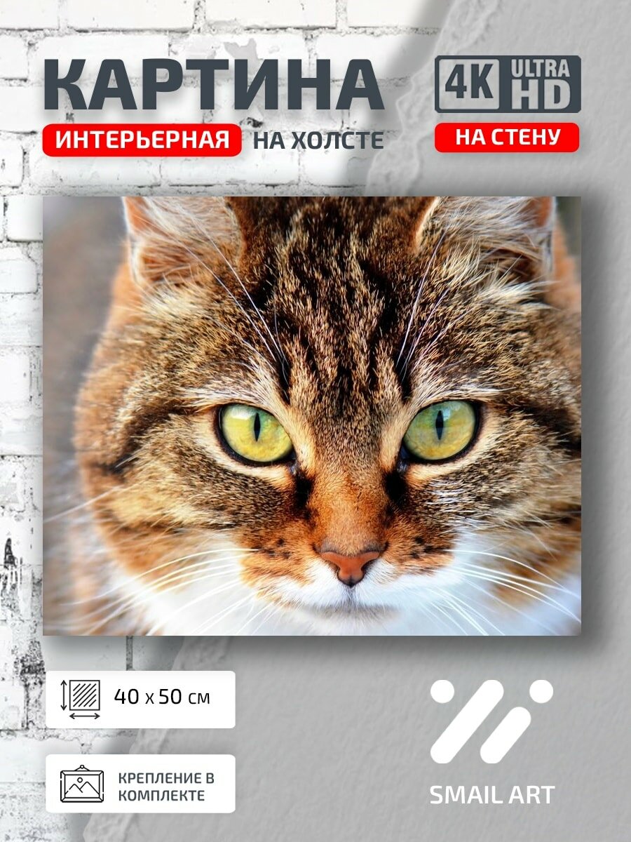 Картина на холсте интерьерная 40 на 50 на стену Животные Кот для спальни атмосфера