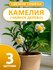 Семена камелии для выращивания