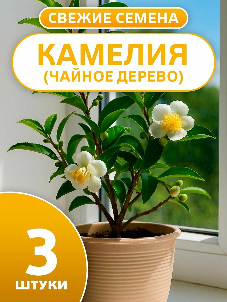 Семена камелии для выращивания