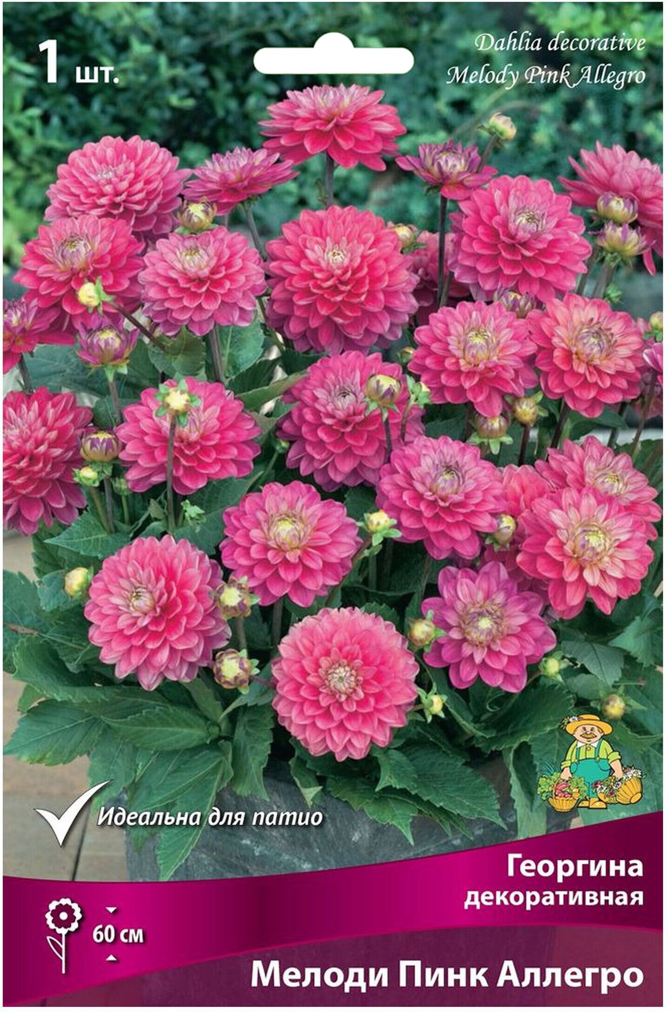 Клубень Георгины декоративной поиск Мелоди Пинк Аллегро