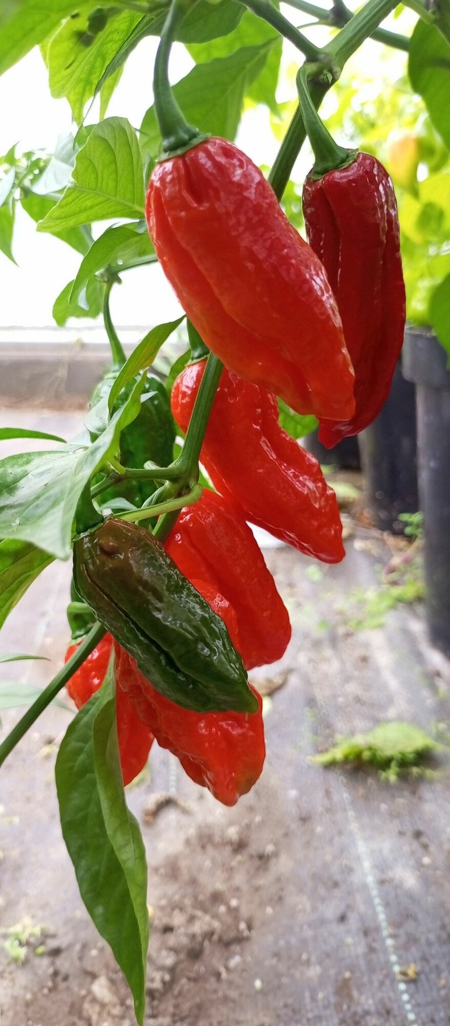 Семена Острого перца Benji 7шт+ бонус