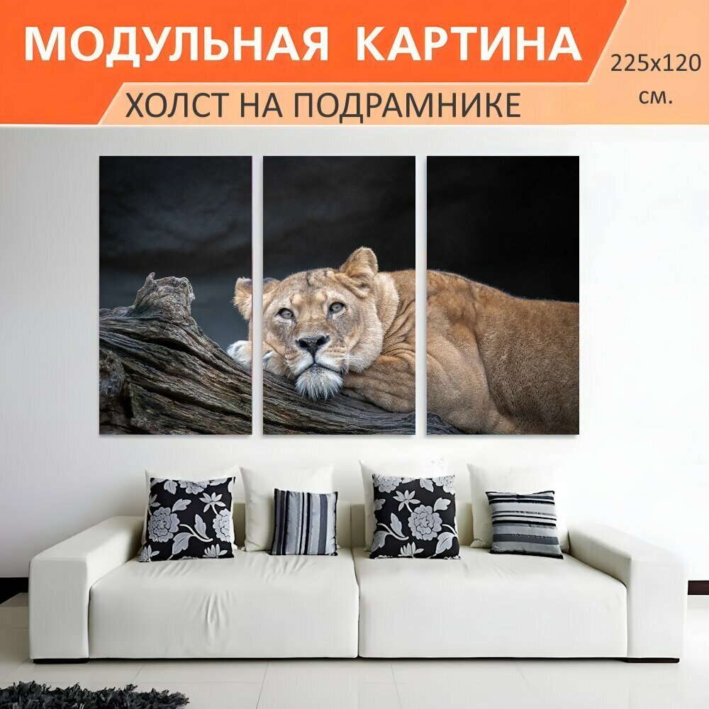 Модульная картина на холсте "Лев, львица, дикая природа" триптих на подрамнике 225х120 см. для интерьера
