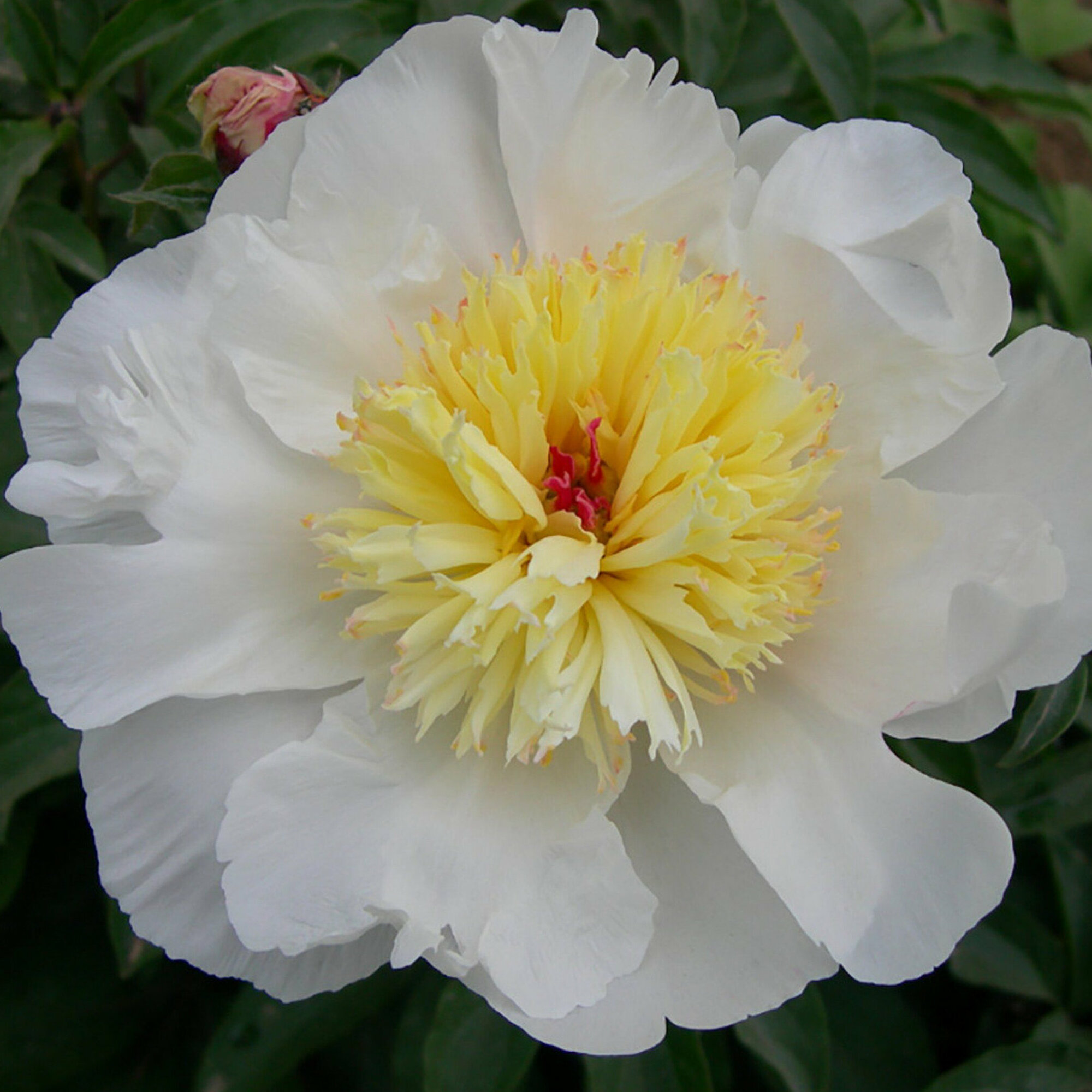 Саженец пиона "Золотой Амулет" 7Цветов, многолетнее, лиственное