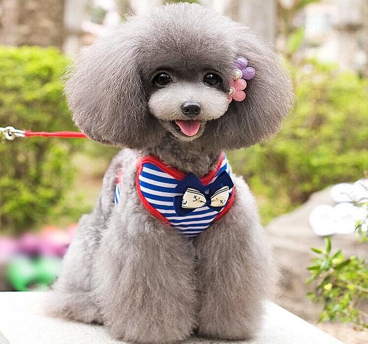 Шлейка с поводком для собак "Dog" (L )