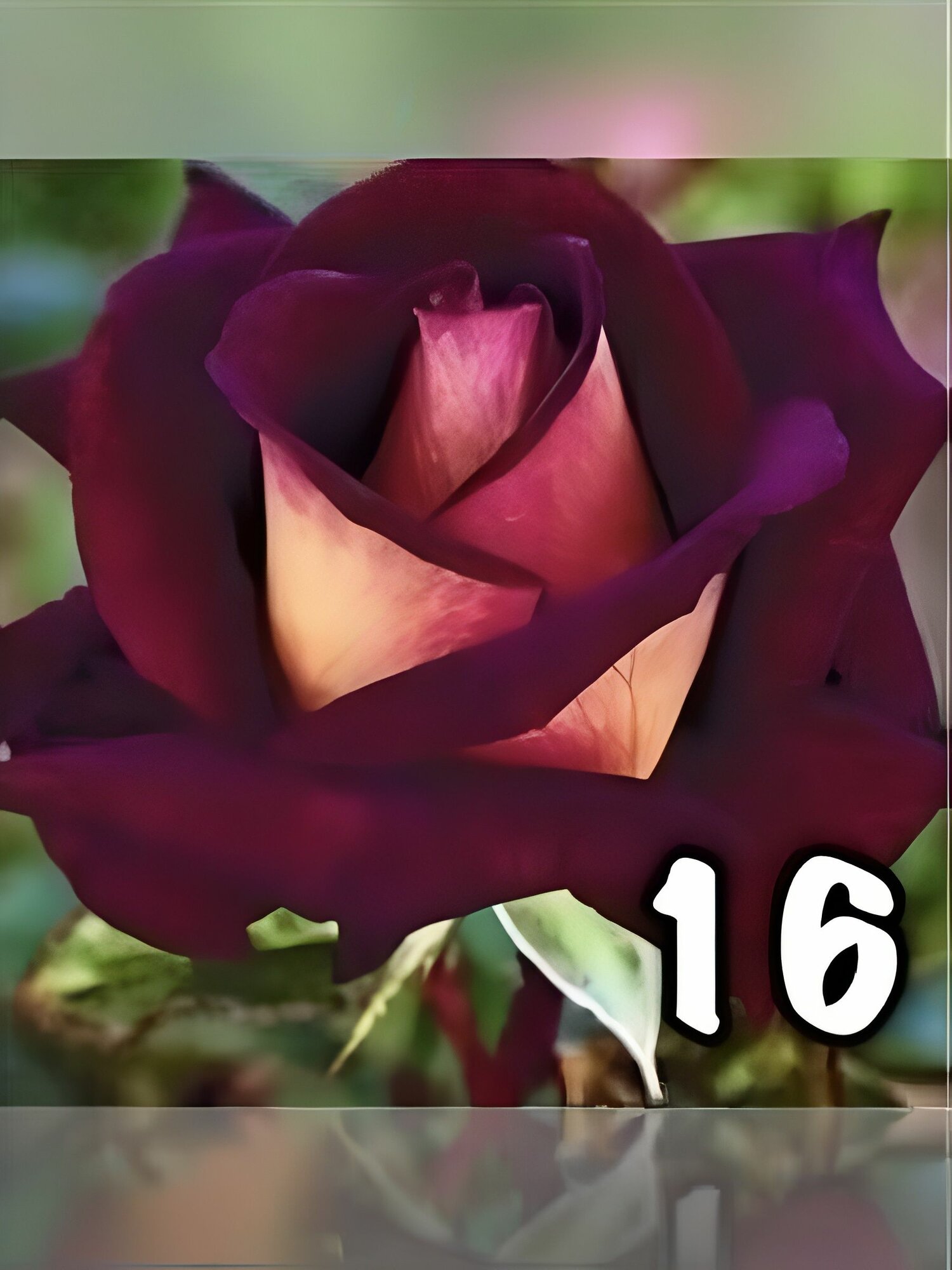 Роза семена в ампуле 10 штук