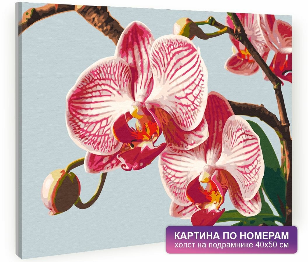 Картина по номерам на холсте с подрамником 40х50 см. Цветы, букеты. "Орхидеи", арт. 4915/
