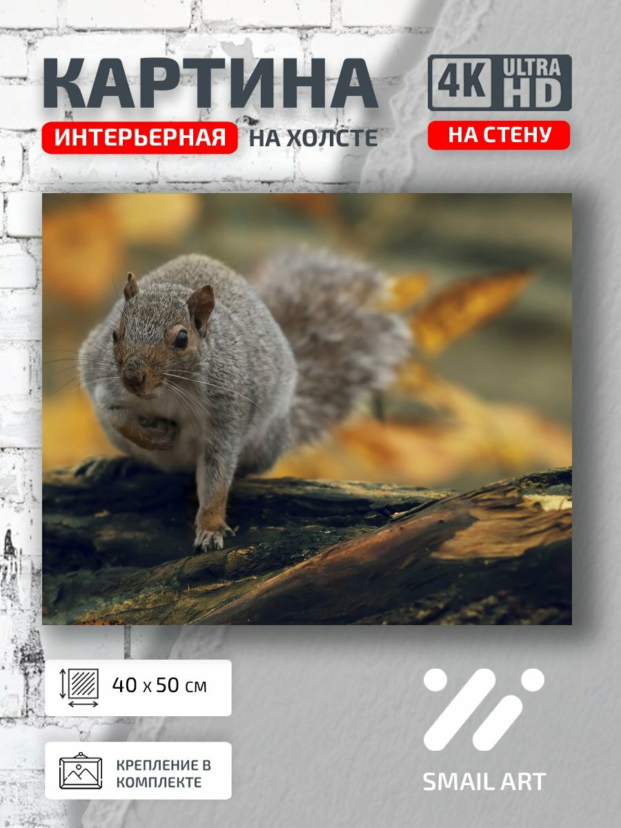 Картина на холсте интерьерная 40 на 50 на стену Белка Mood для кабинета атмосфера интерьер