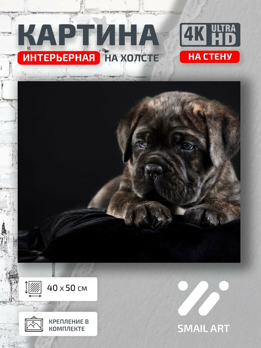Картина на холсте интерьерная 40 на 50 на стену Животные Щенок для гостиной атмосфера